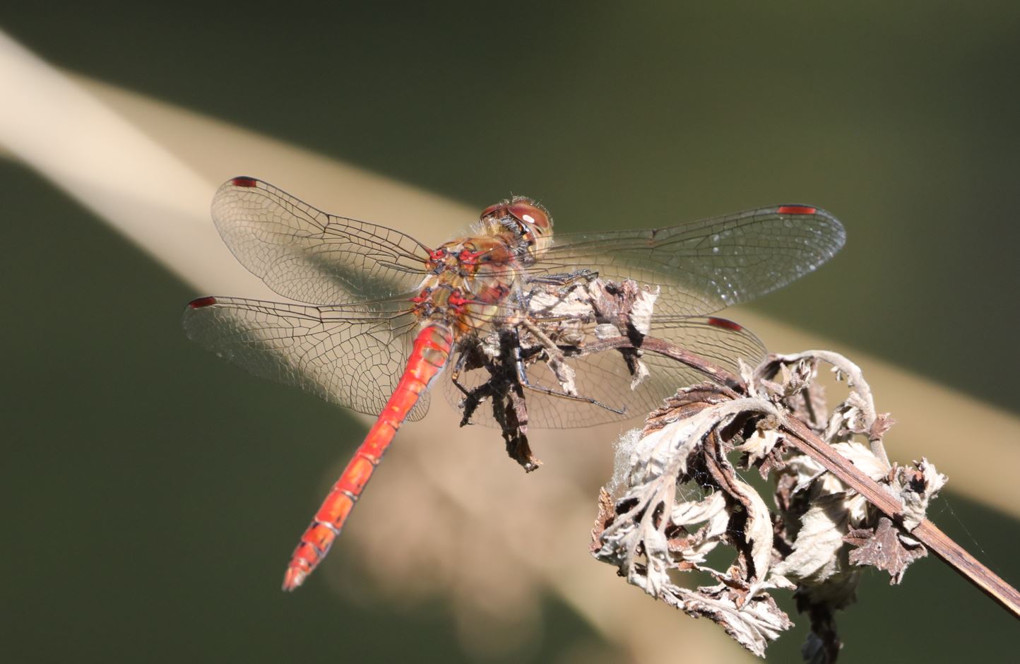Demoiselles et Libellules | Filain-nature.fr