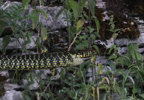 Couleuvre jaune et verte | Filain-nature.fr