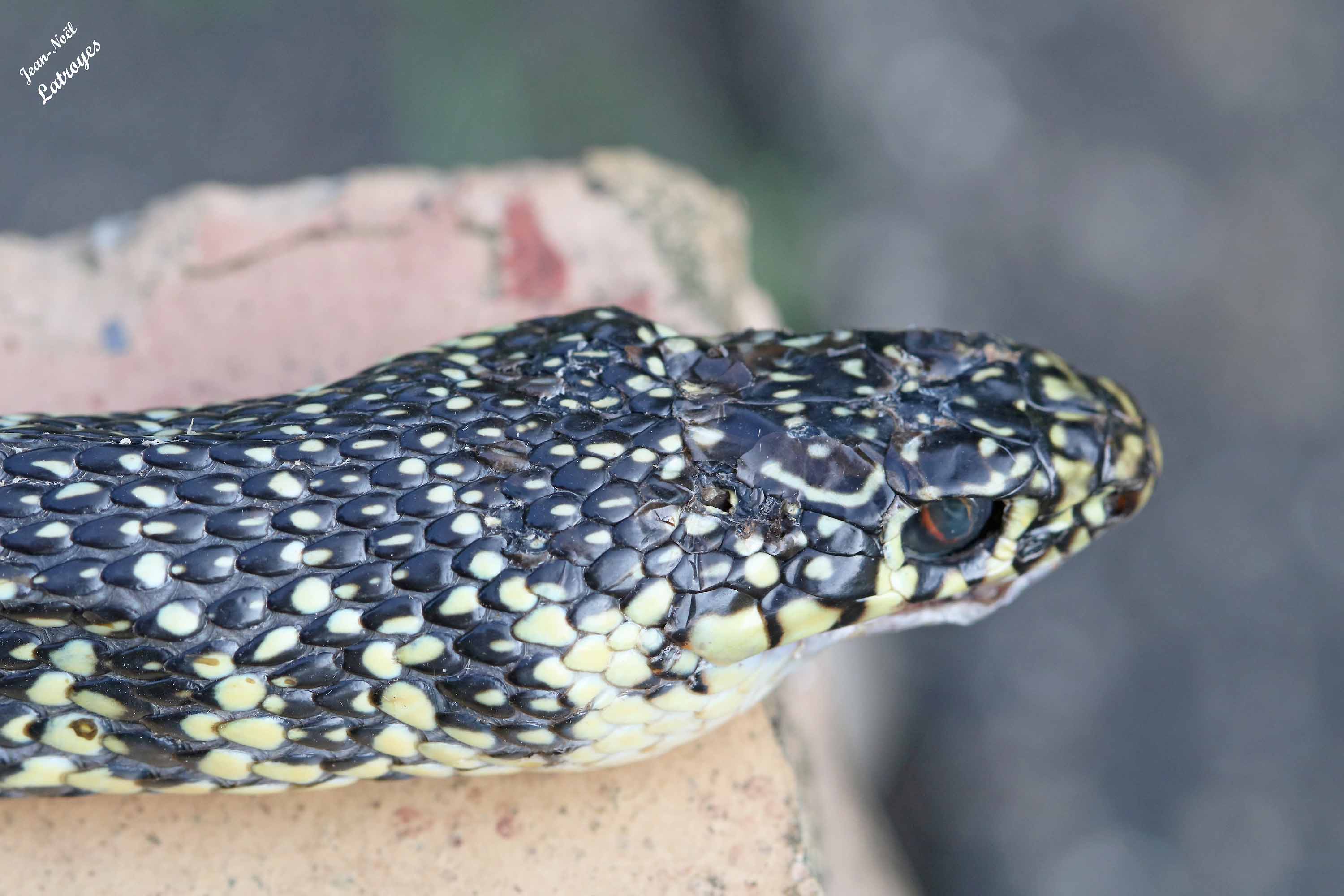 Couleuvre jaune et verte | Filain-nature.fr